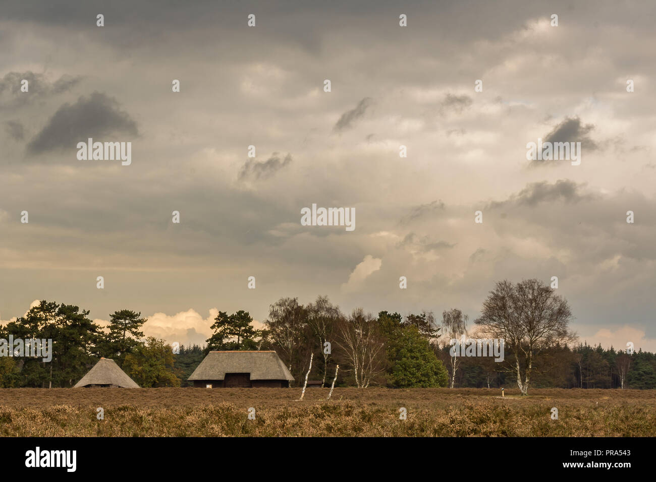 Old dutch farmhouse in heather field Stock Photo - Alamy