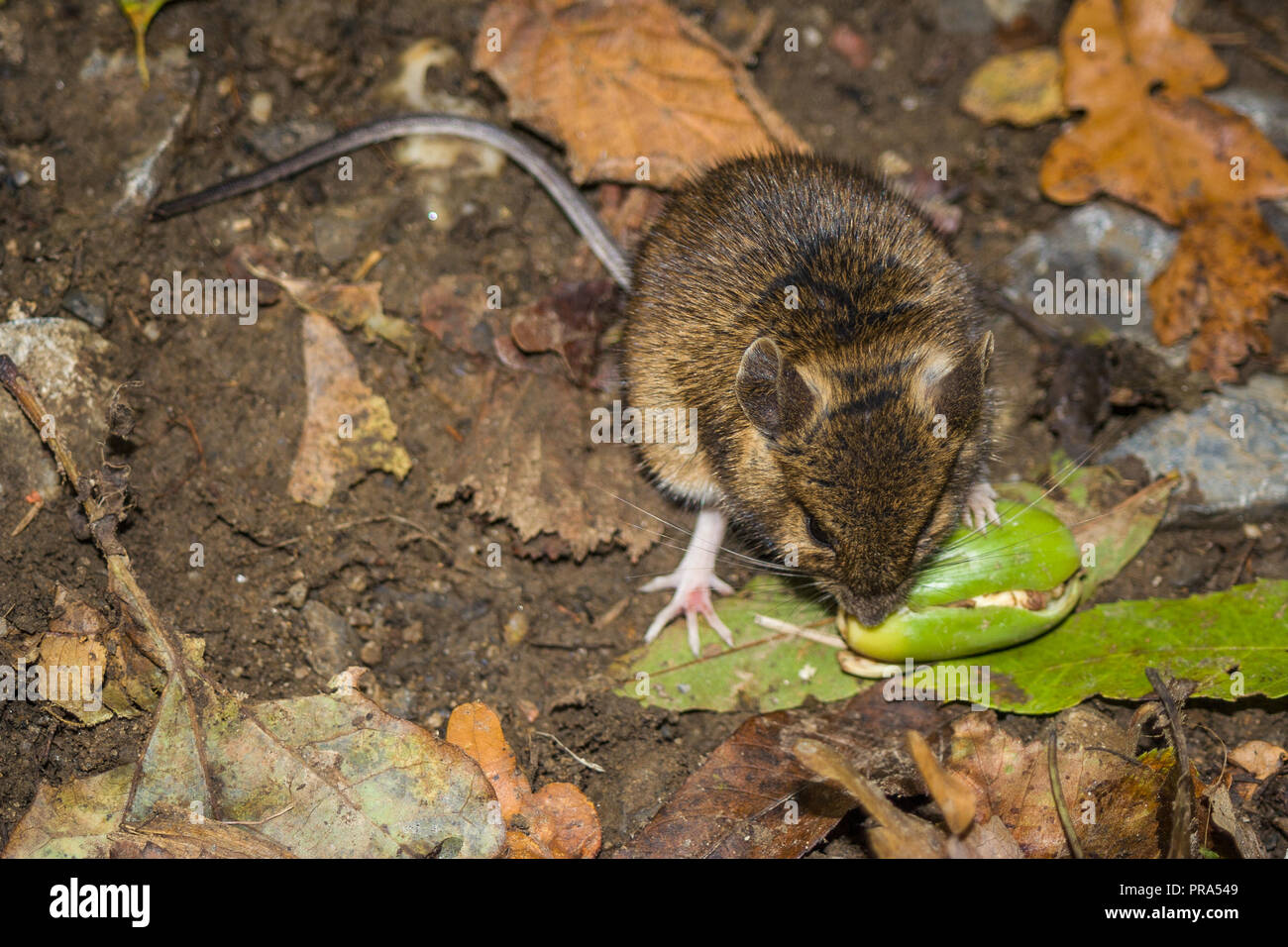 Small mouse eating acorn on autumn forest ground Stock Photo - Alamy