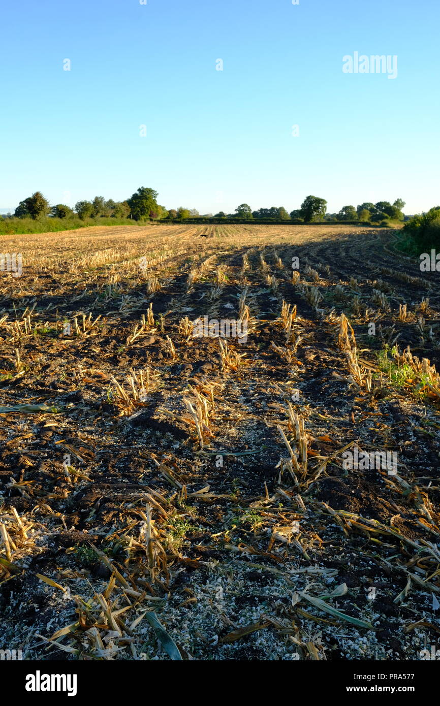 Maize Harvested, Winter Cattle Feed, Silage, Bunbury, Cheshire, Farming ...