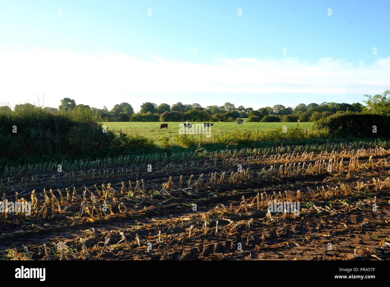 Maize Harvested, Winter Cattle Feed, Silage, Bunbury, Cheshire, Farming ...