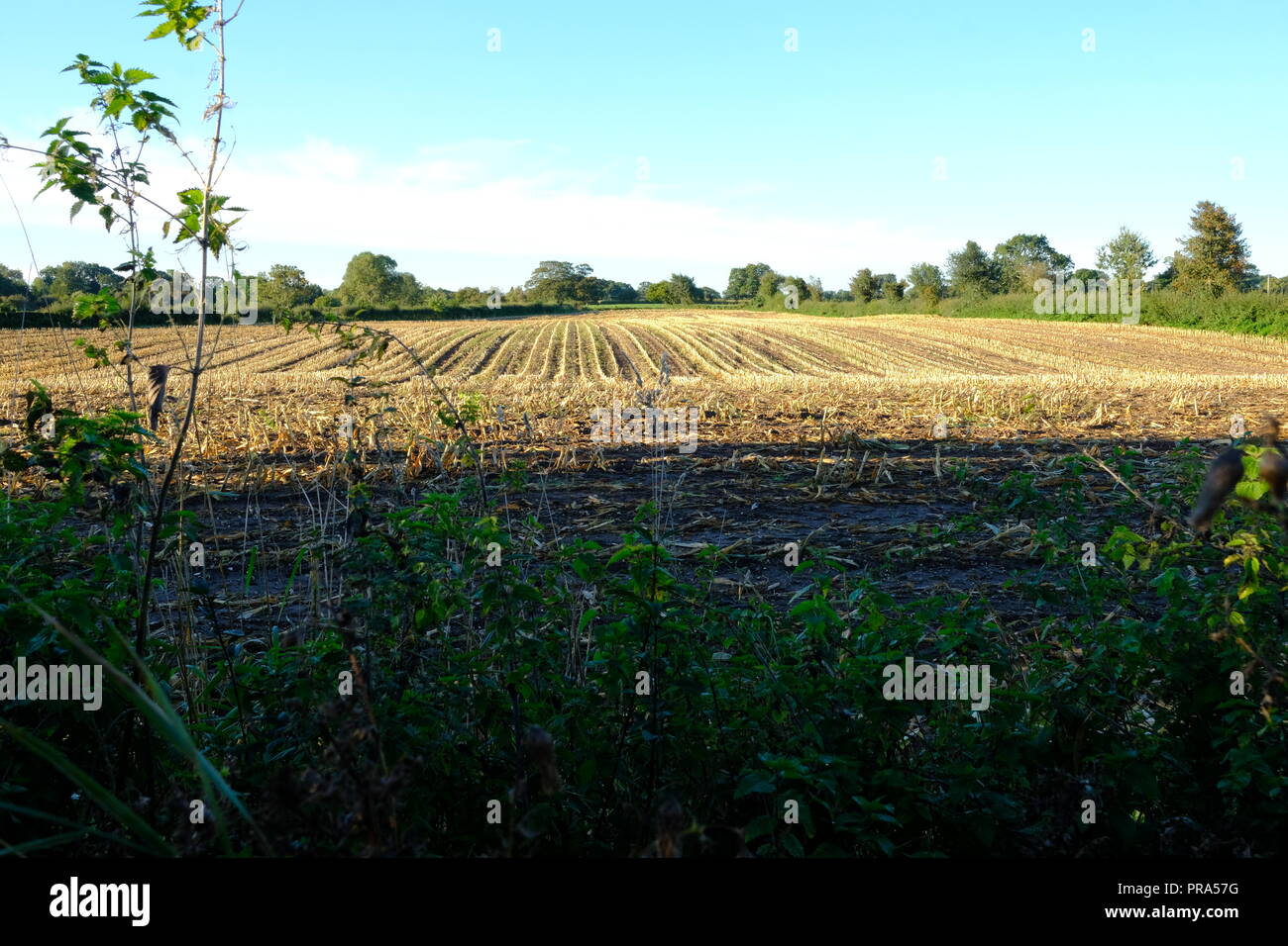 Maize Harvested, Winter Cattle Feed, Silage, Bunbury, Cheshire, Farming ...