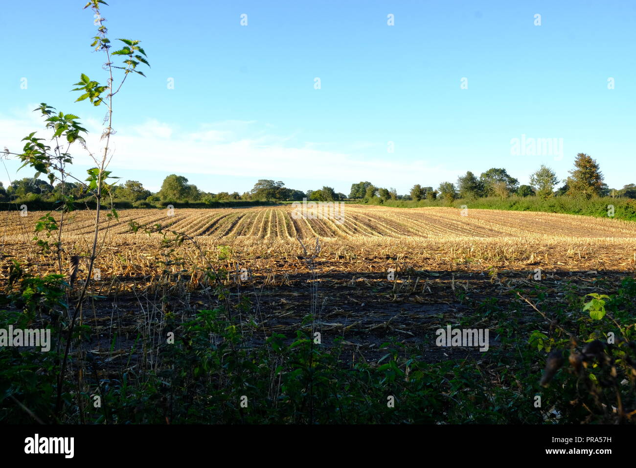 Maize Harvested, Winter Cattle Feed, Silage, Bunbury, Cheshire, Farming ...