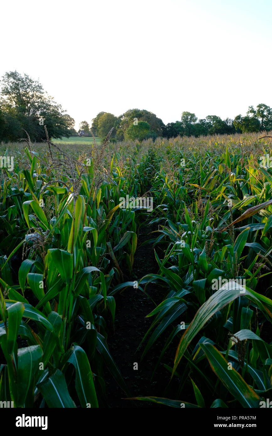 Maize Harvested, Winter Cattle Feed, Silage, Bunbury, Cheshire, Farming ...
