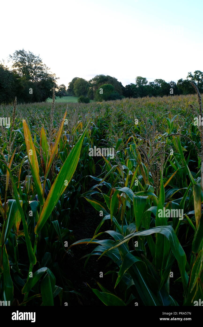 Maize Harvested, Winter Cattle Feed, Silage, Bunbury, Cheshire, Farming ...