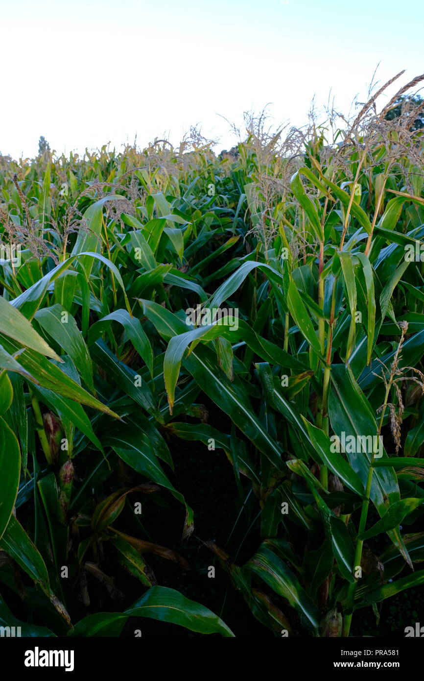 Maize Harvested, Winter Cattle Feed, Silage, Bunbury, Cheshire, Farming ...