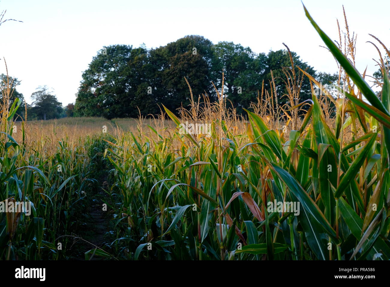 Maize Harvested, Winter Cattle Feed, Silage, Bunbury, Cheshire, Farming ...