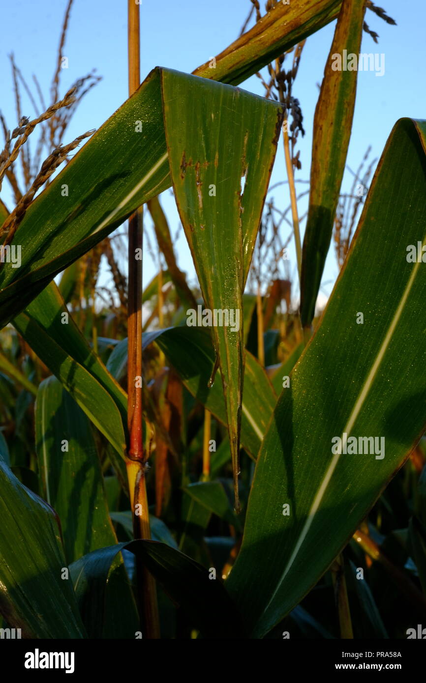 Maize Harvested, Winter Cattle Feed, Silage, Bunbury, Cheshire, Farming ...