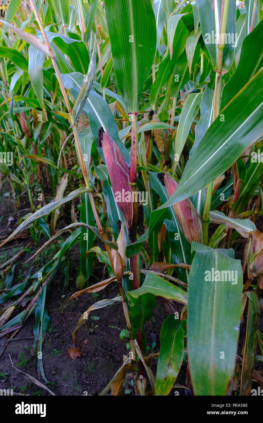 Maize Harvested, Winter Cattle Feed, Silage, Bunbury, Cheshire, Farming ...