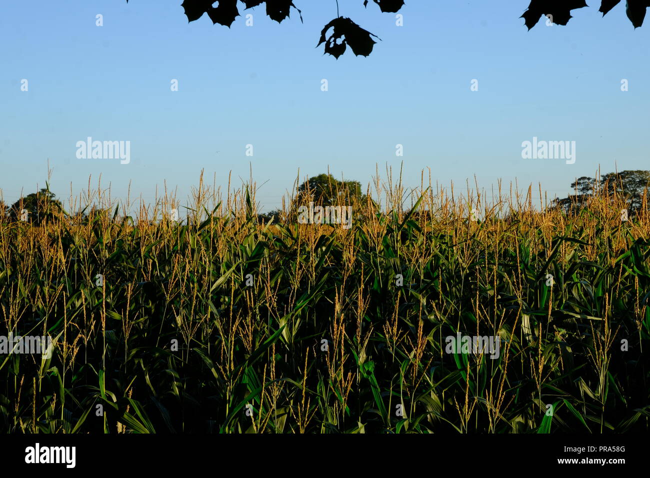 Maize Harvested, Winter Cattle Feed, Silage, Bunbury, Cheshire, Farming ...