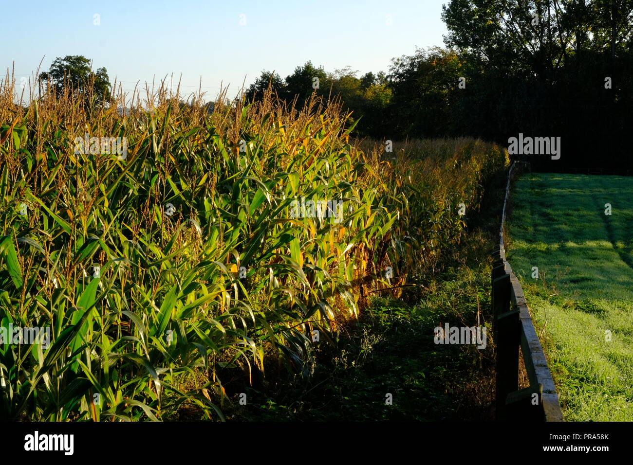 Maize Harvested, Winter Cattle Feed, Silage, Bunbury, Cheshire, Farming ...
