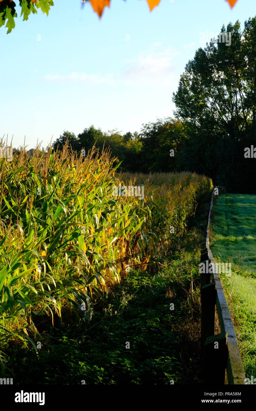 Maize Harvested, Winter Cattle Feed, Silage, Bunbury, Cheshire, Farming ...