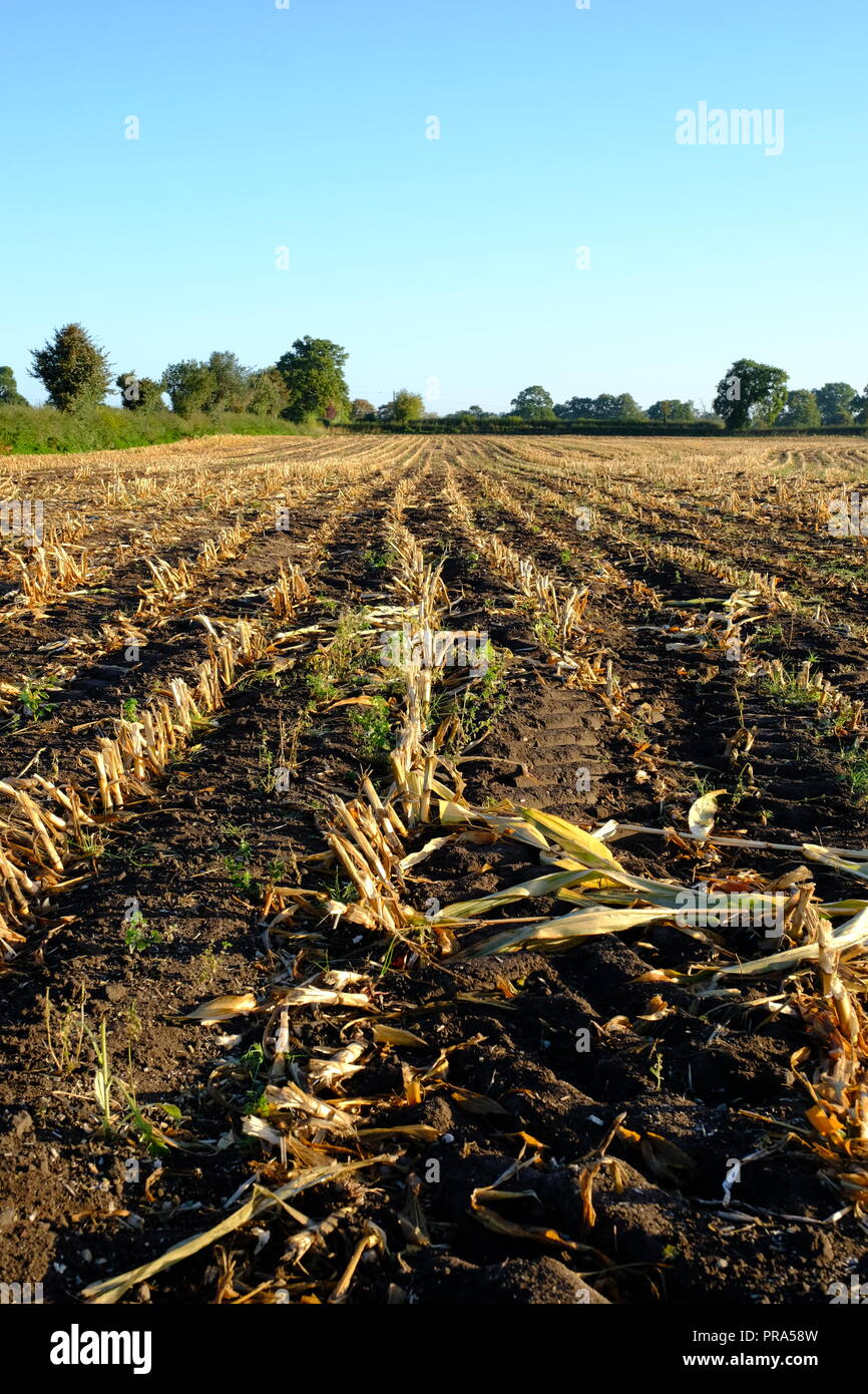 Maize Harvested, Winter Cattle Feed, Silage, Bunbury, Cheshire, Farming ...