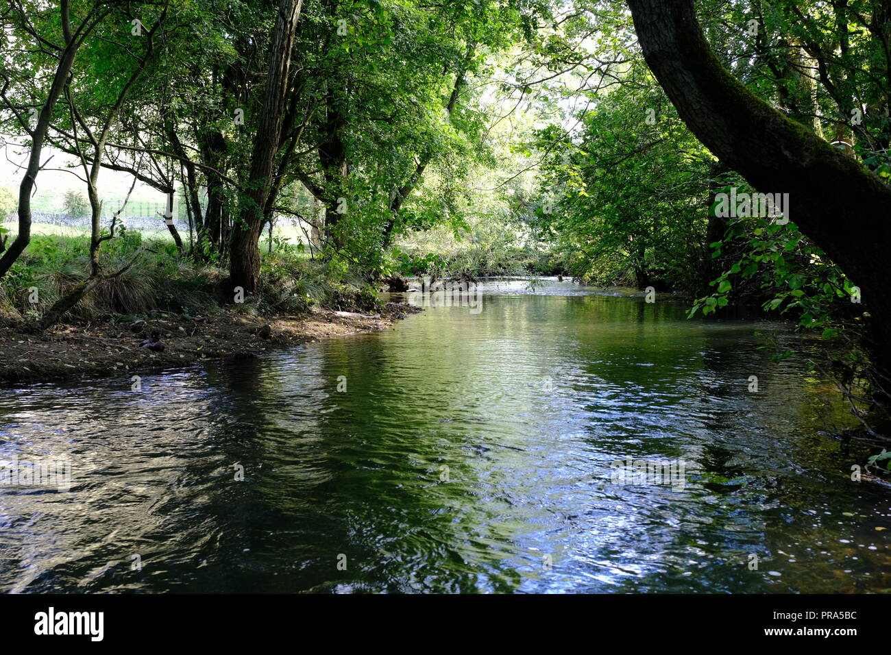 Dipper river dove hi-res stock photography and images - Alamy