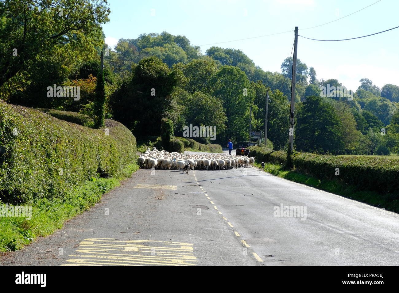 Dipper river dove hi-res stock photography and images - Alamy