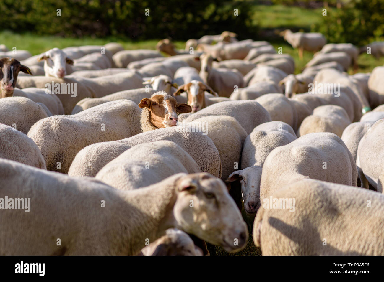 Flock of sheep grazing. El Tarter, Canillo, Andorra Stock Photo - Alamy