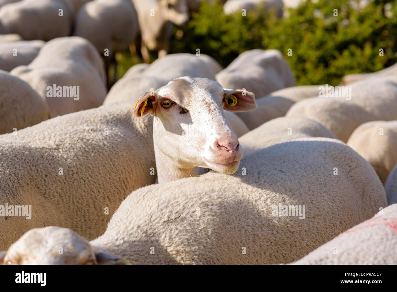 Flock of sheep grazing. El Tarter, Canillo, Andorra Stock Photo - Alamy