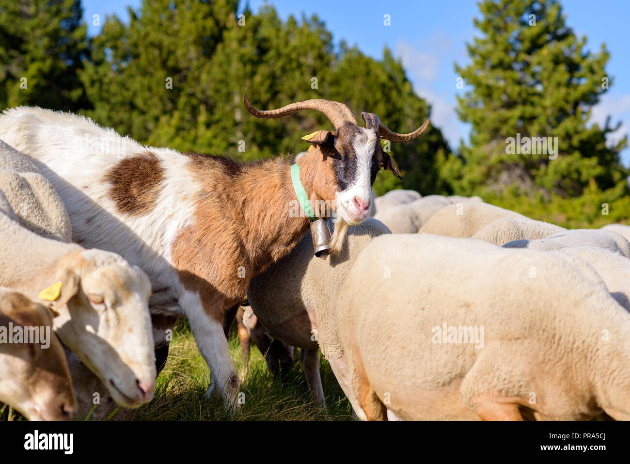 Flock of sheep grazing. El Tarter, Canillo, Andorra Stock Photo - Alamy