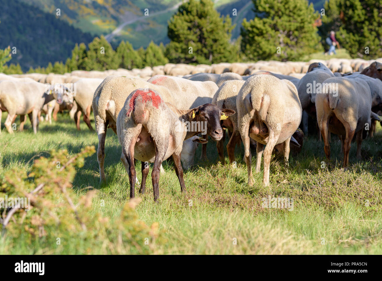 Flock of sheep grazing. El Tarter, Canillo, Andorra Stock Photo - Alamy