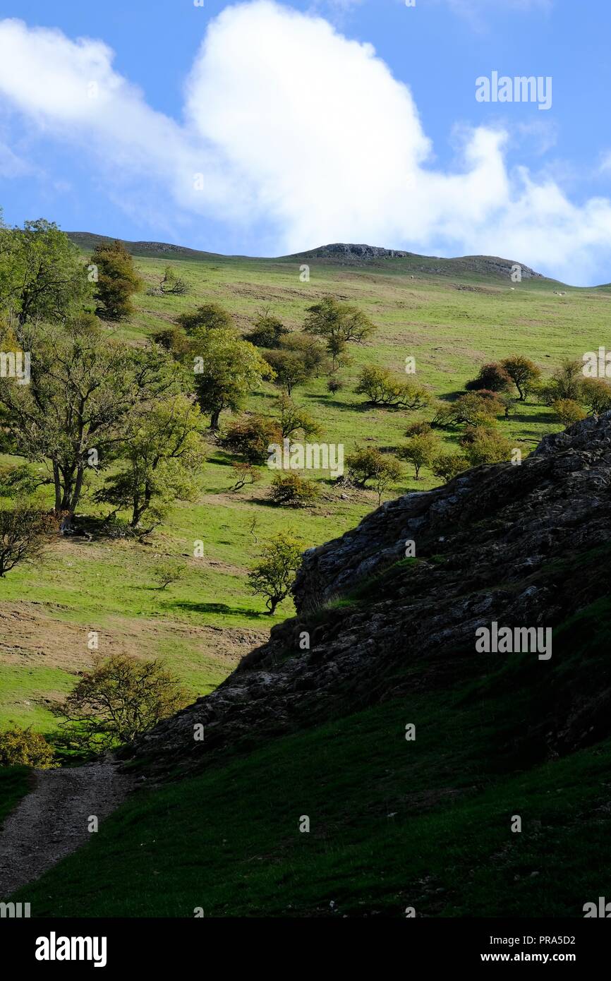 Dipper river dove hi-res stock photography and images - Alamy