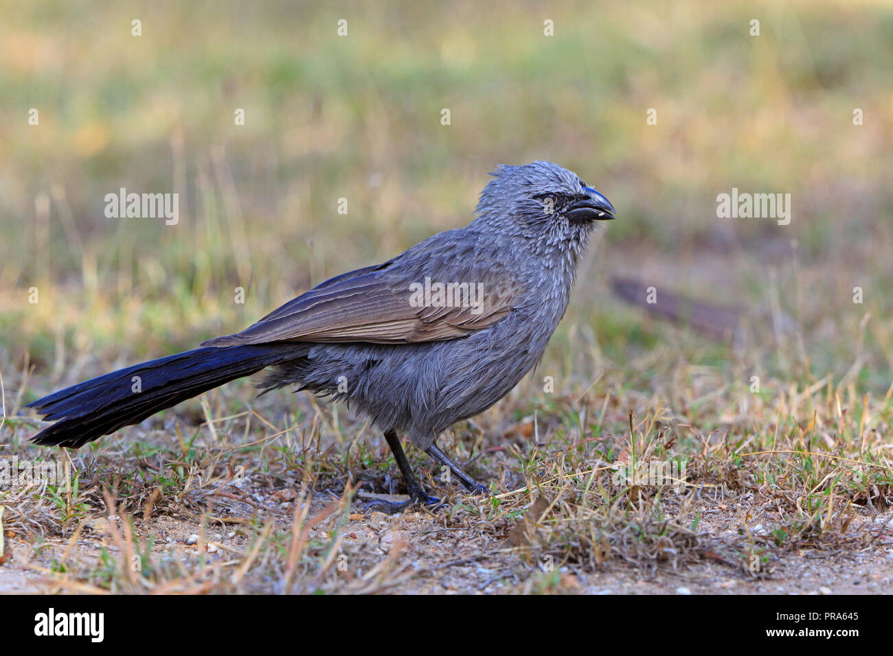 Apostlebird in Far North Queensland Australia Stock Photo - Alamy