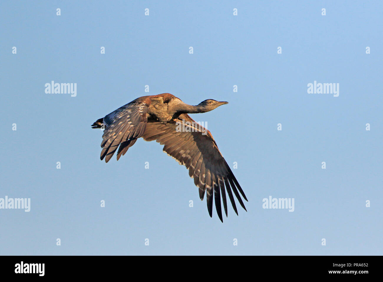 Australian Bustard in flight in Far North Queensland Australia Stock ...
