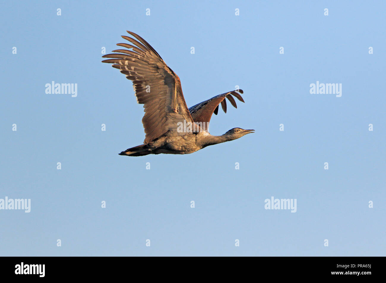 Australian Bustard High Resolution Stock Photography and Images - Alamy