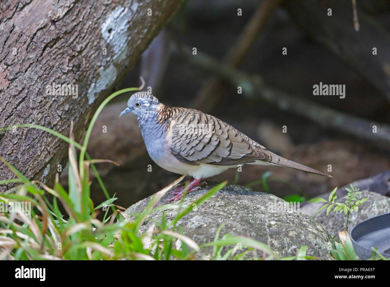 Bar-shouldered Dove in Far North Queensland Australia Stock Photo - Alamy