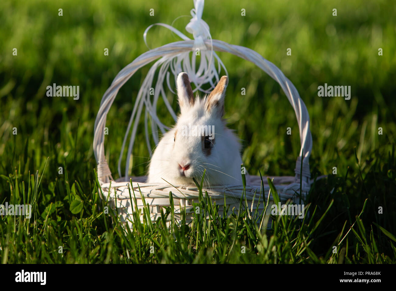 Rabbit walking hi-res stock photography and images - Alamy