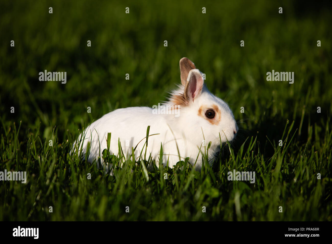 Rabbit Walking High Resolution Stock Photography and Images - Alamy