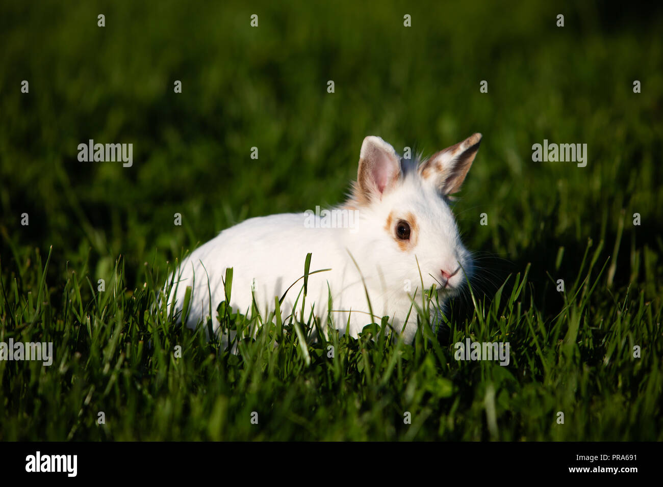 Rabbit Walking High Resolution Stock Photography and Images - Alamy