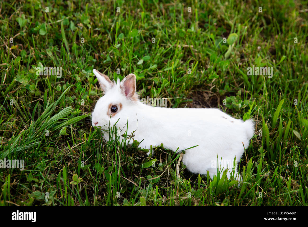 Rabbit Walking High Resolution Stock Photography and Images - Alamy