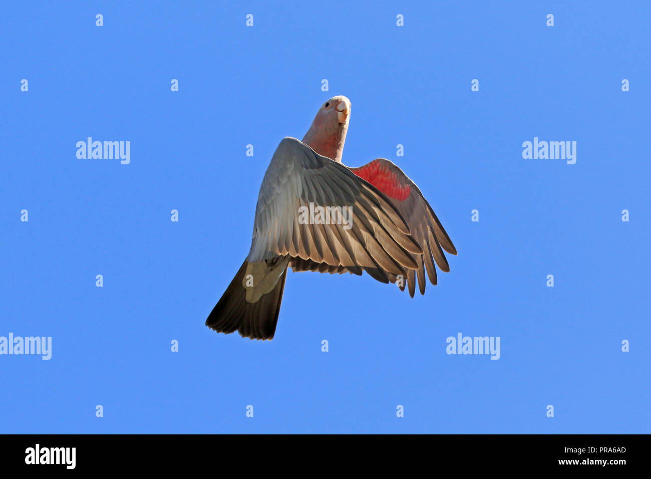 Galah in flight in Far North Queensland Australia Stock Photo - Alamy