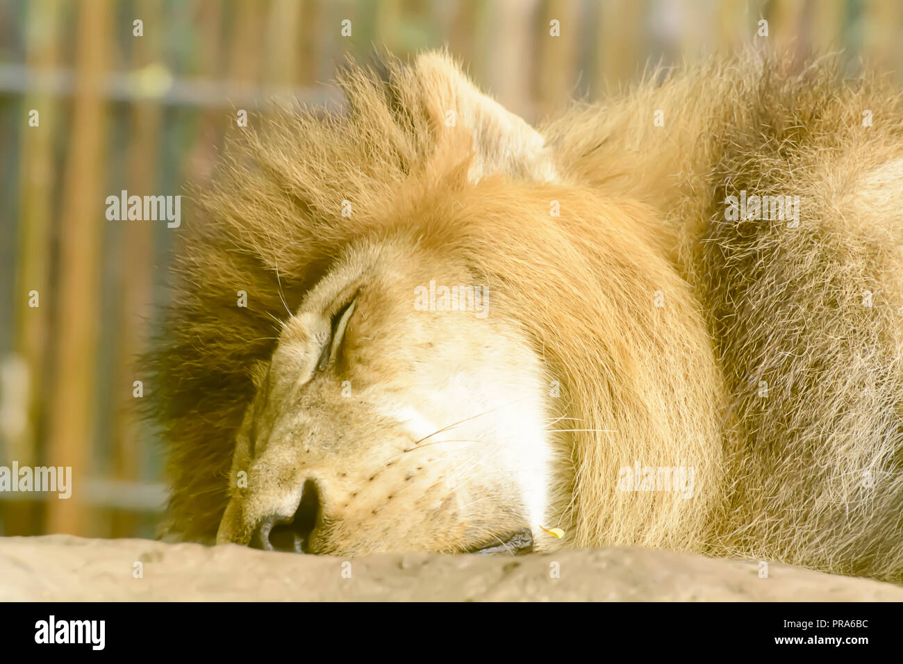 The lion sleeping take in a zoo Stock Photo - Alamy
