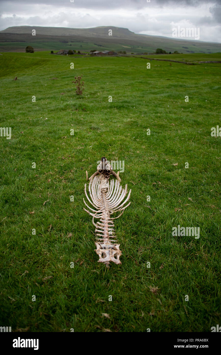 Sheep skeleton in a field, Yorkshire Dales Stock Photo - Alamy