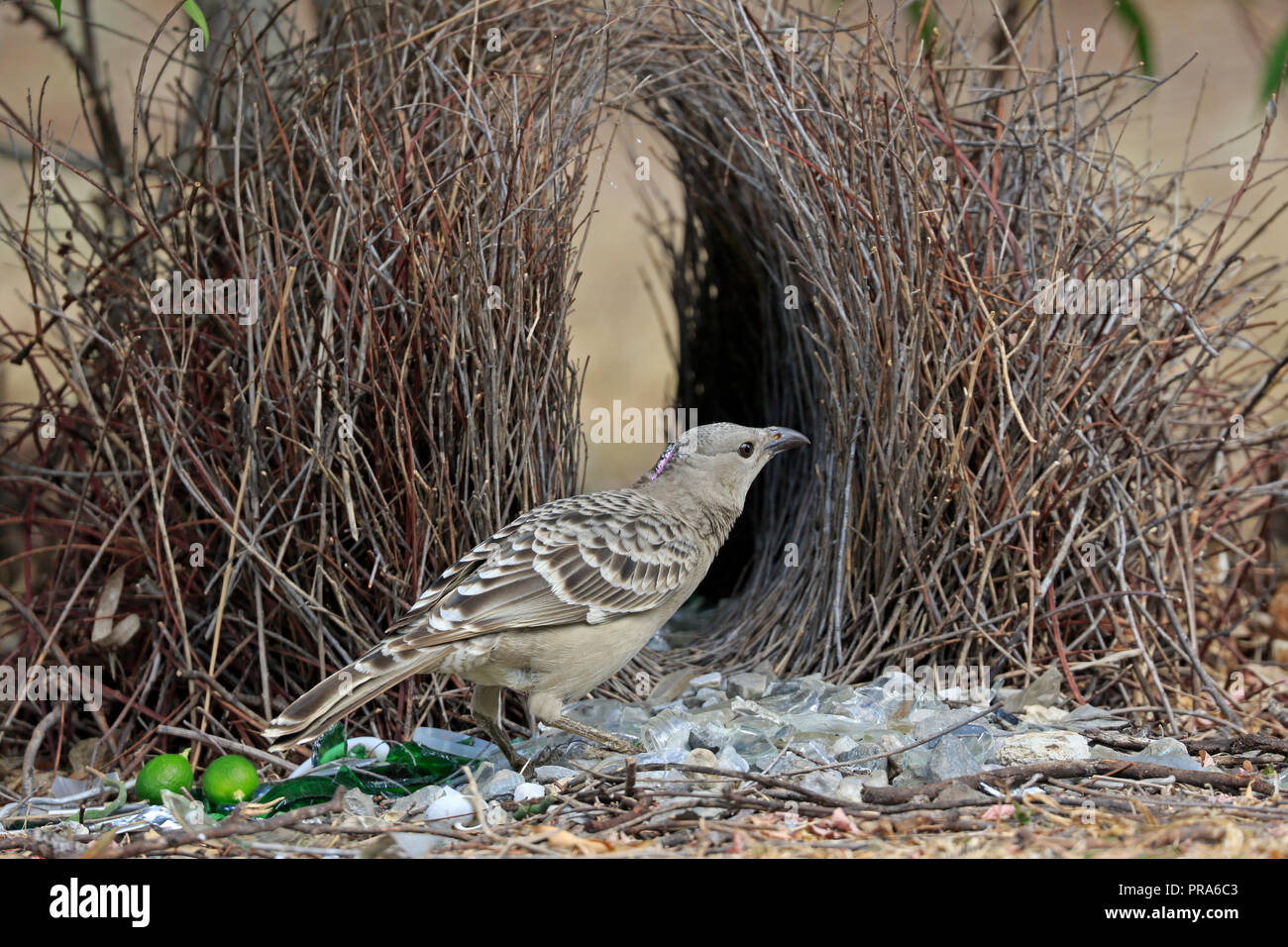 Great Bowerbird at its Bower in Far North Queensland Australia Stock ...