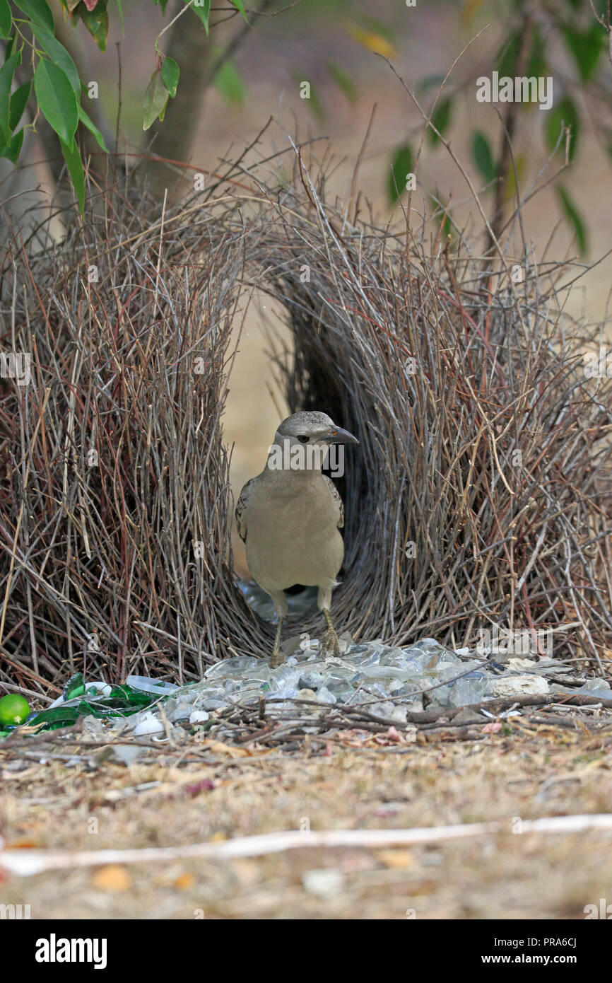Great bowerbird hi-res stock photography and images - Alamy