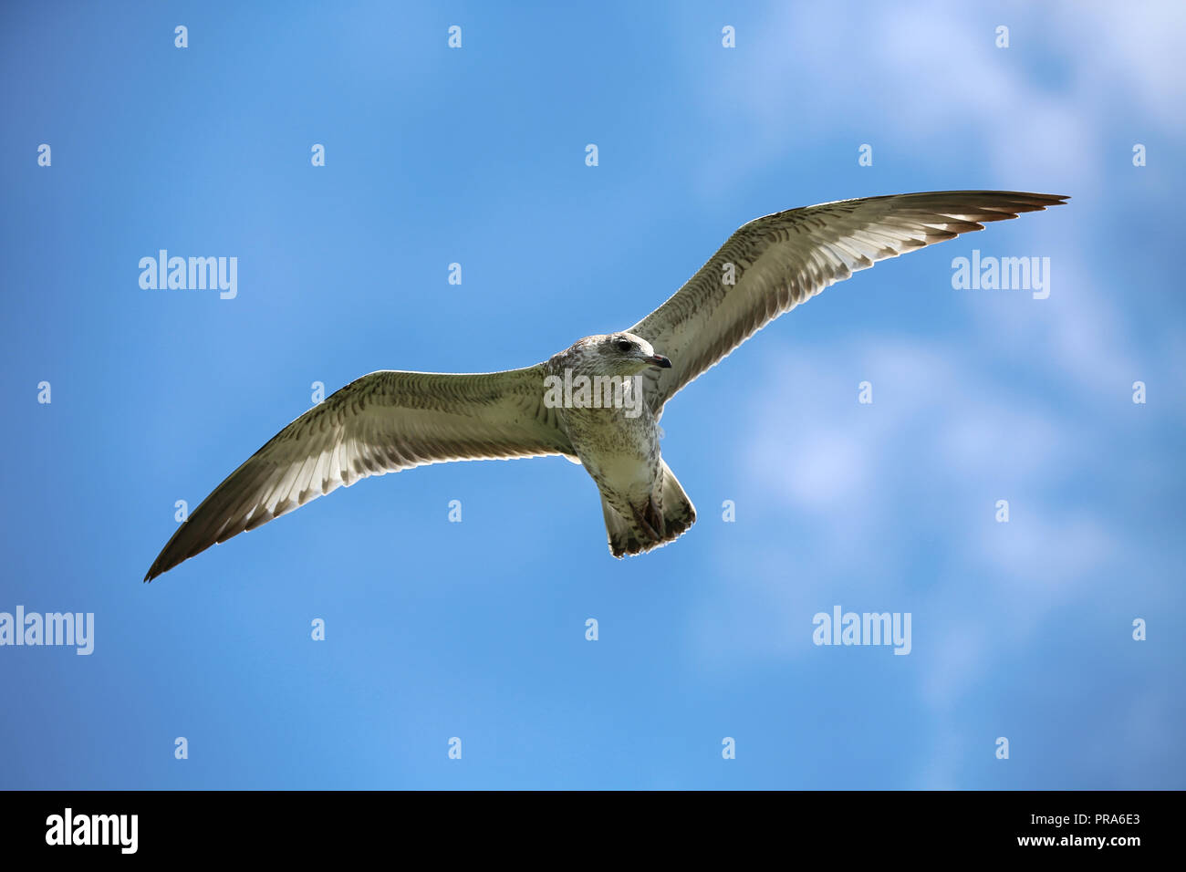 Niagara Falls Seagull High Resolution Stock Photography and Images - Alamy