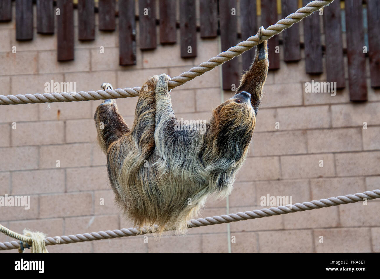 Two toed sloth slowley crawling along some rope Stock Photo - Alamy