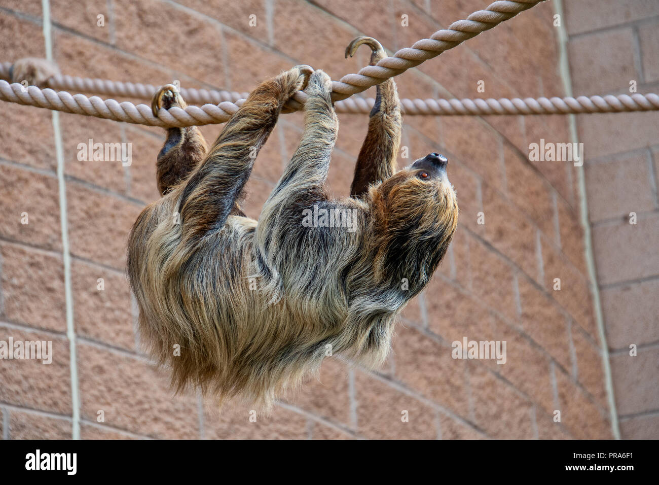 Two toed sloth slowley crawling along some rope Stock Photo - Alamy