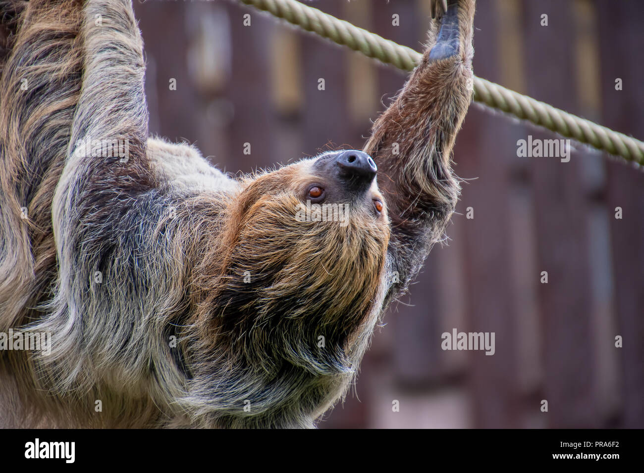 2 toed sloth hi-res stock photography and images - Alamy