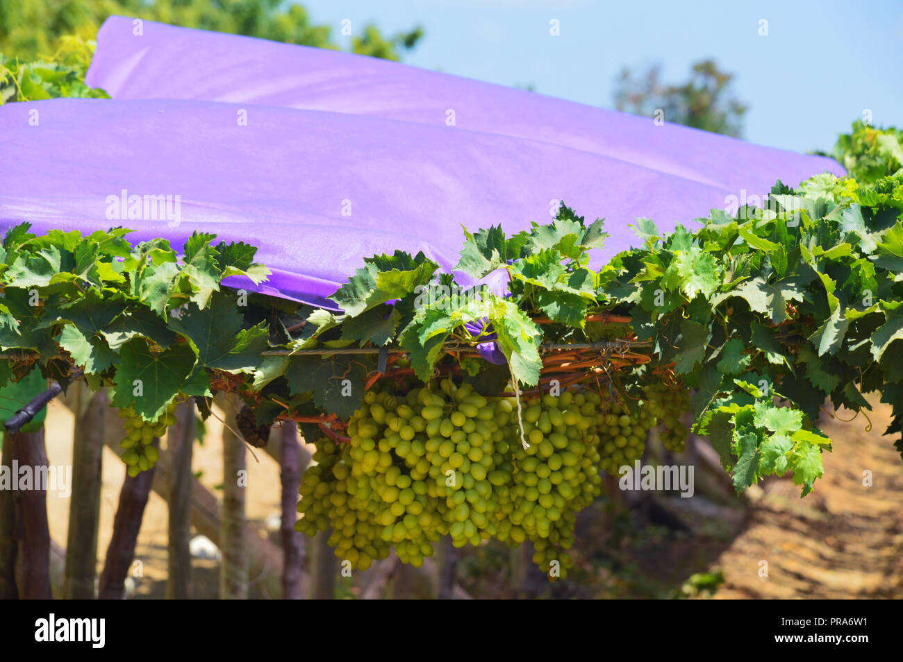 Arra hi-res stock photography and images - Alamy