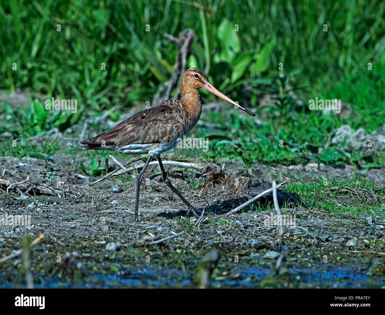 Black Tailed Godwit Summer Plumage High Resolution Stock Photography ...