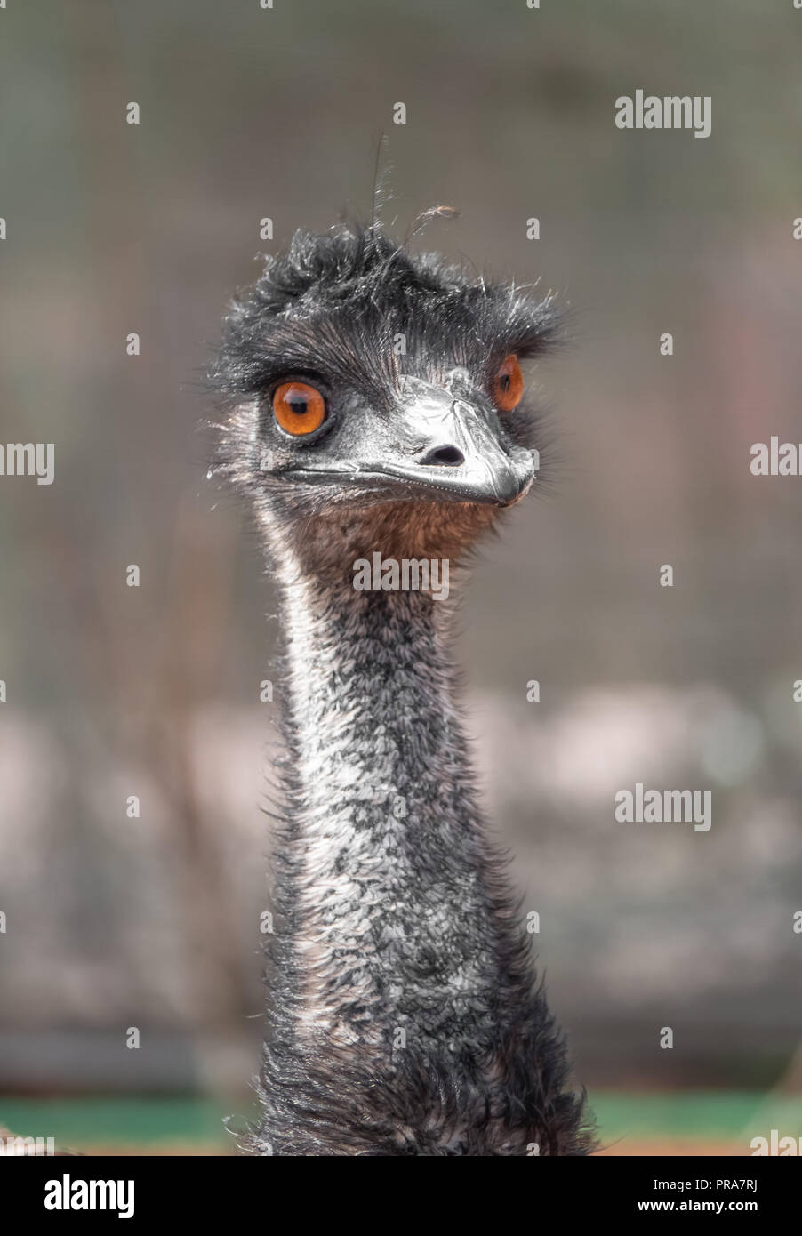 Emu exploration hi-res stock photography and images - Alamy