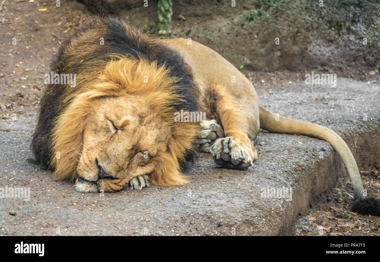 Closeup of a lion taking a nap Stock Photo - Alamy