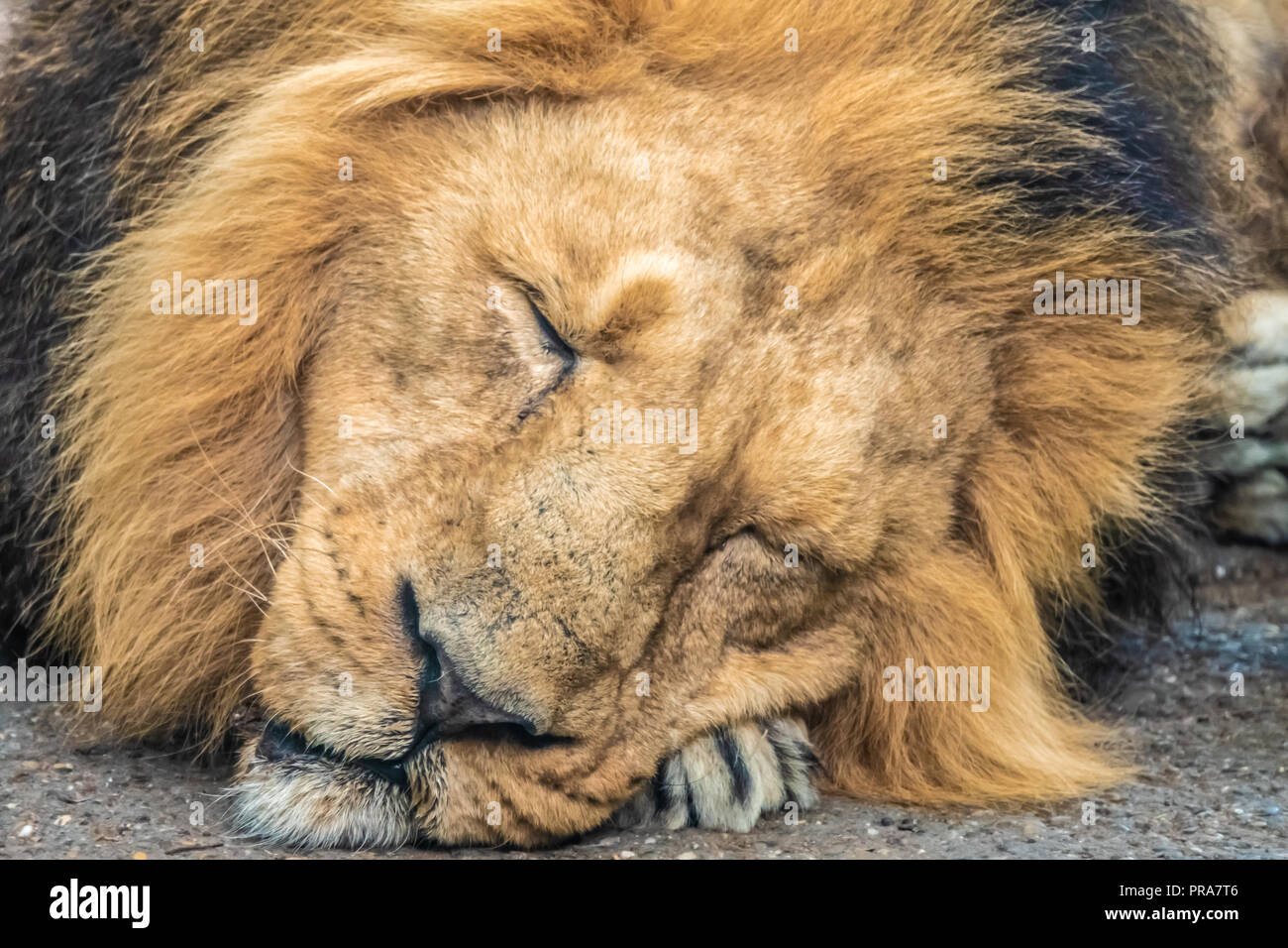 Closeup of a lion taking a nap Stock Photo - Alamy