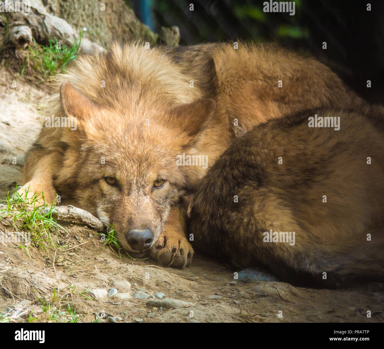 Closeup of an Eurasian wolf, also know as common wolf, Russian forest ...