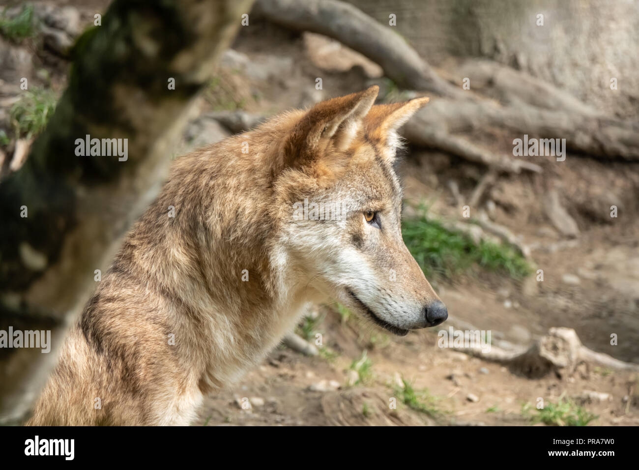 Closeup of an Eurasian wolf, also know as common wolf, Russian forest ...