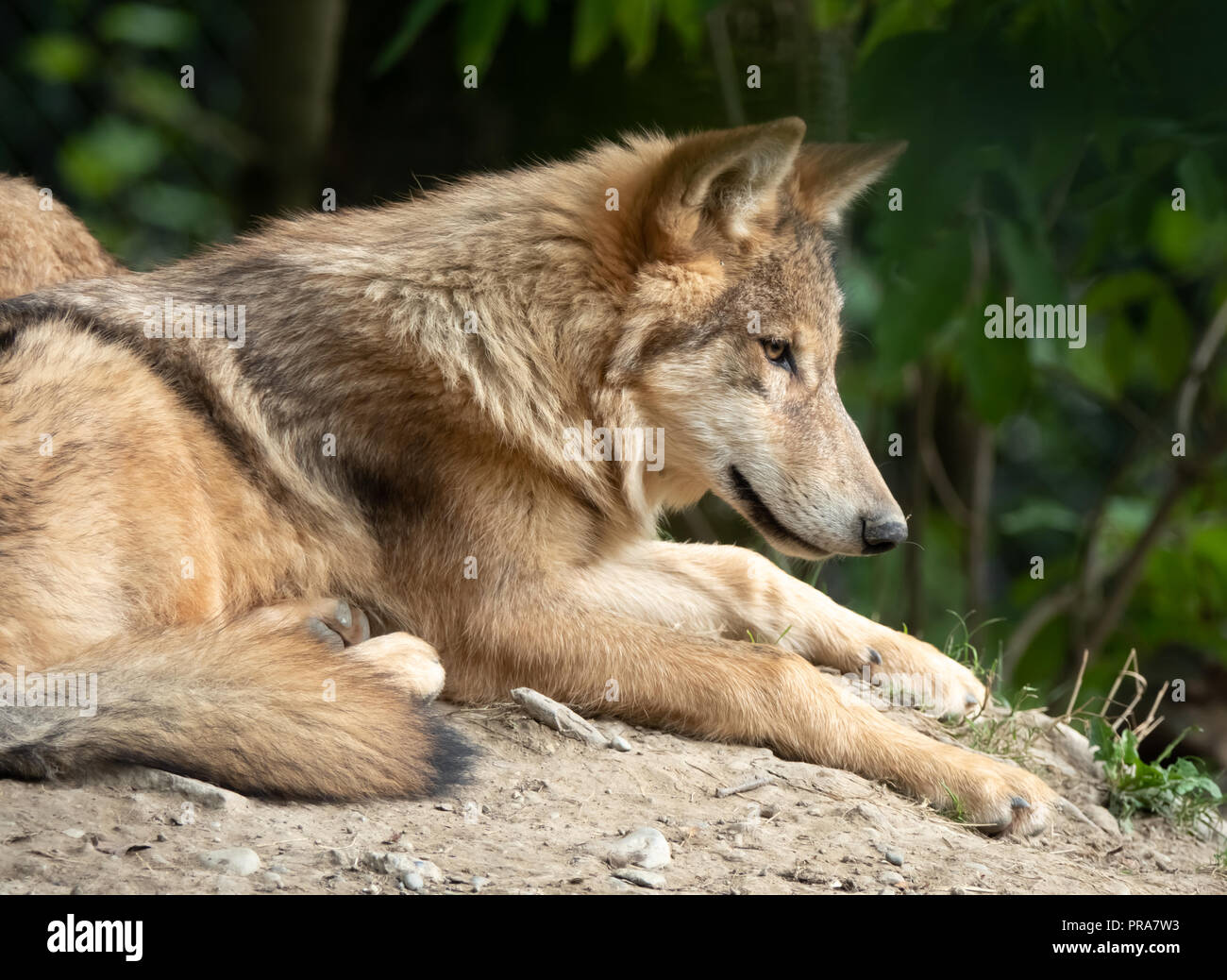 Closeup of an Eurasian wolf, also know as common wolf, Russian forest ...