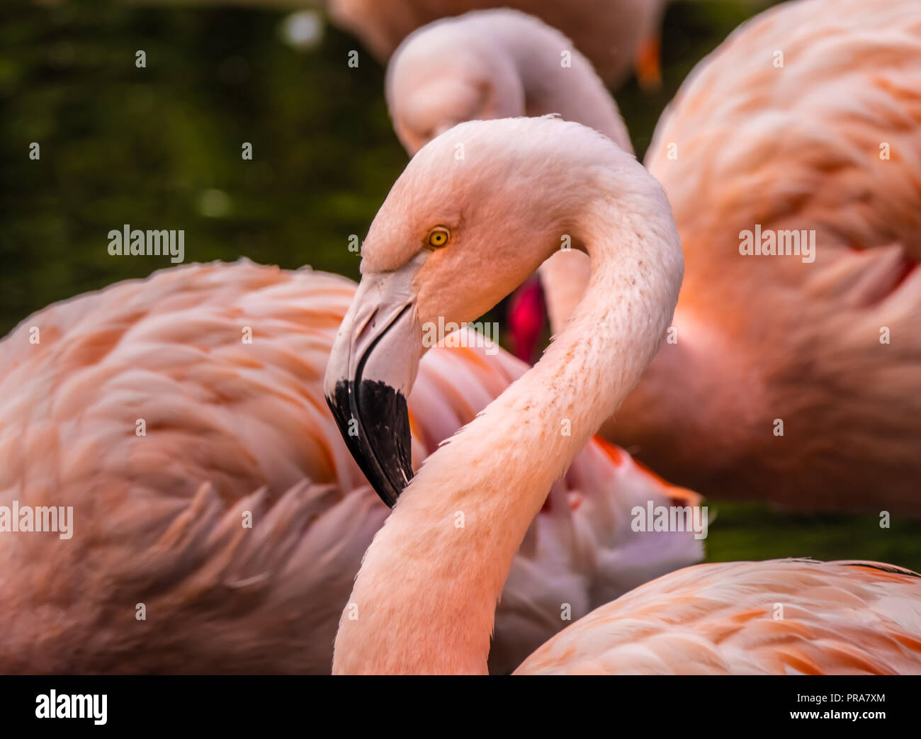 Closeup of a flamingo Stock Photo - Alamy
