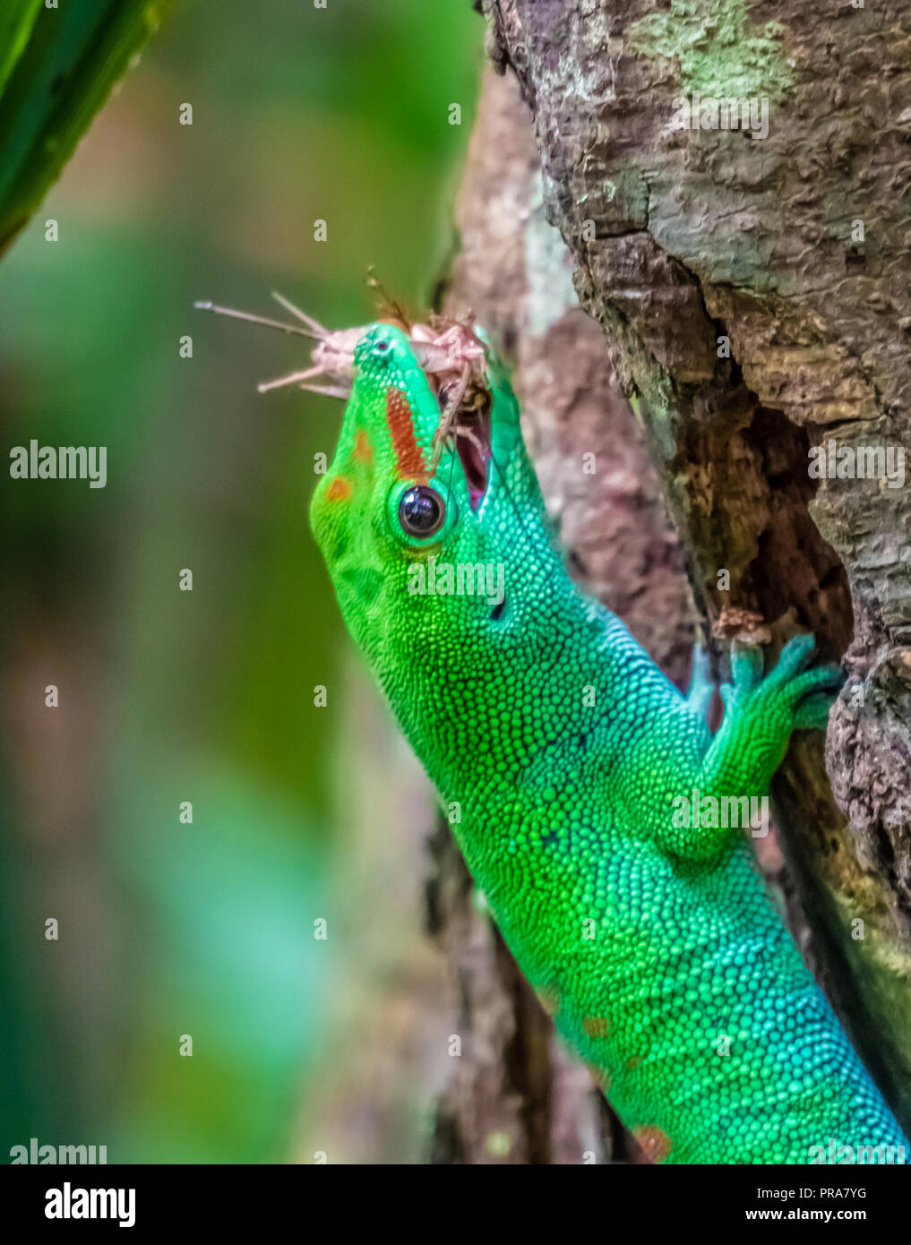 Giant madagascar gecko eating a cricket Stock Photo - Alamy